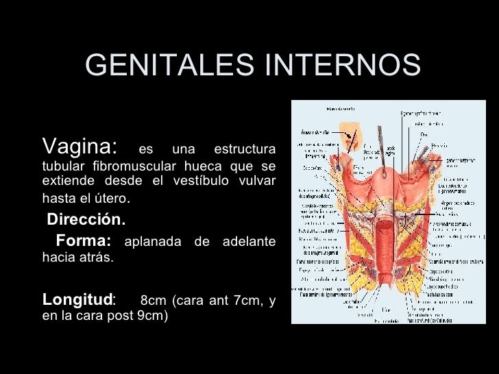 ANATOMIA GENERAL DE GENITALES INTERNOS Y EXTERNOS