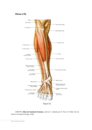 anatomia-geral.pdf . | PDF