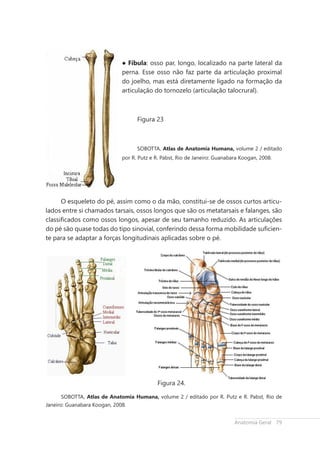 Apostila de Anatomia Geral para uso em escolas | PDF