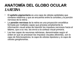 Anatomia Globo Ocular | PPT