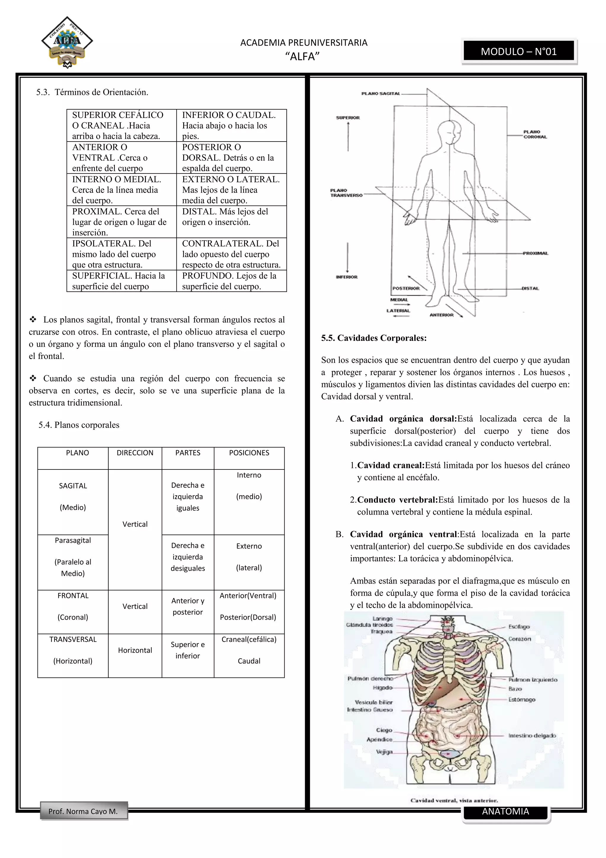 Anatomia modulo-i | PDF