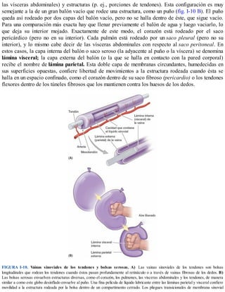 Anatomía Moore 7a con orientación clínica | PDF