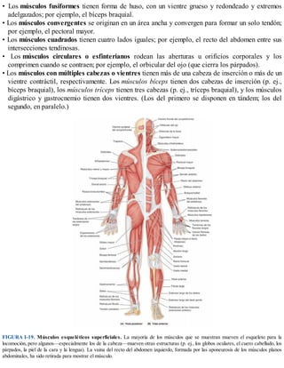 Anatomía Moore 7a con orientación clínica | PDF