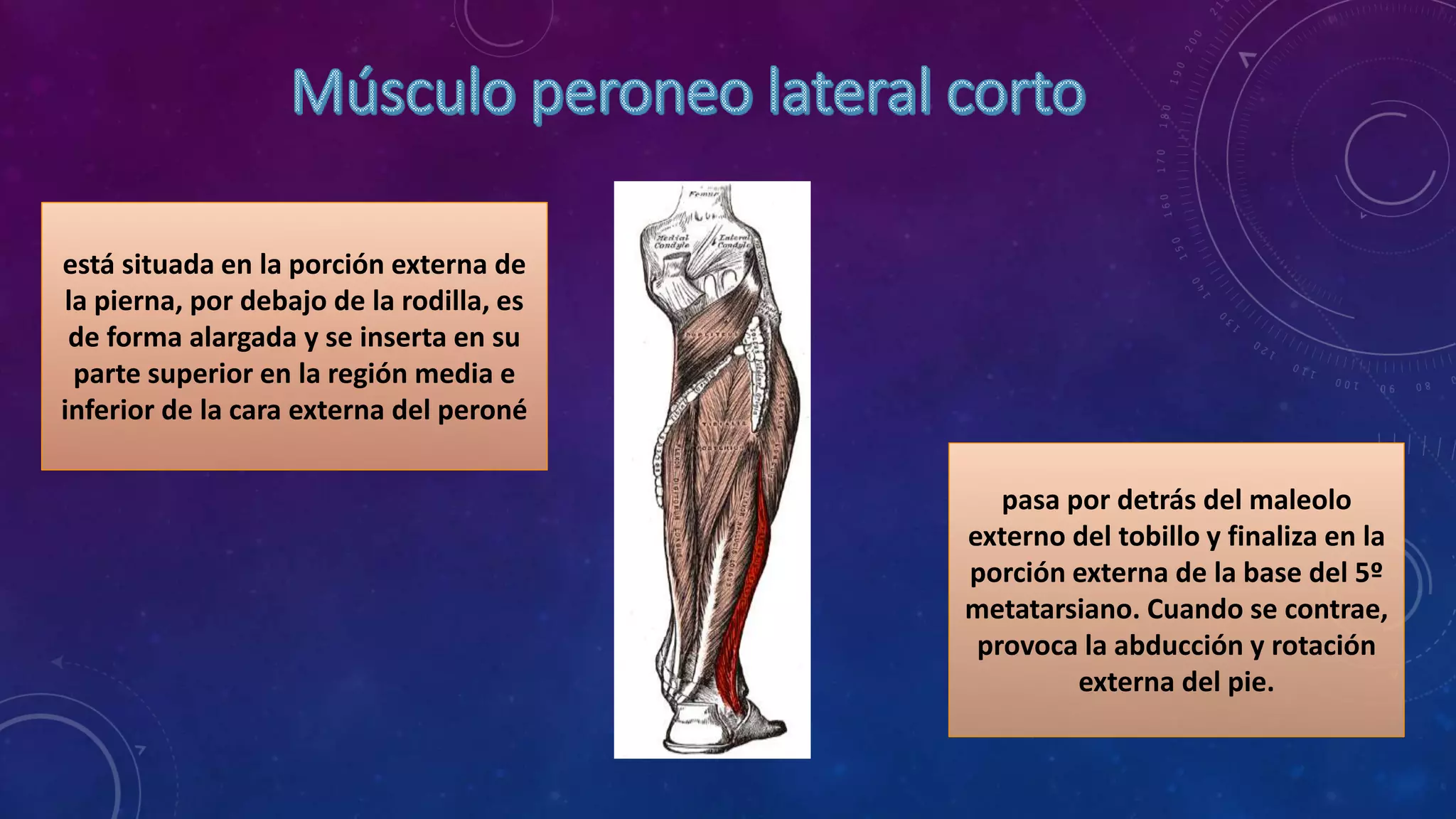 Anatomia musculos | PPTX