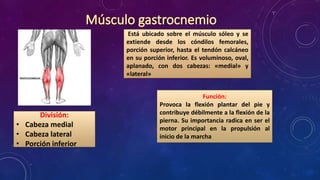 Anatomia musculos | PPTX