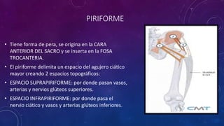 Anatomia musculos | PPTX