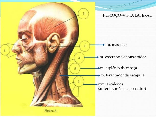 Anatomia musculos-apoio8ano