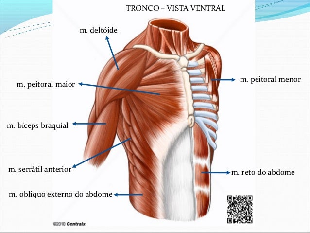 Anatomia musculos-apoio8ano