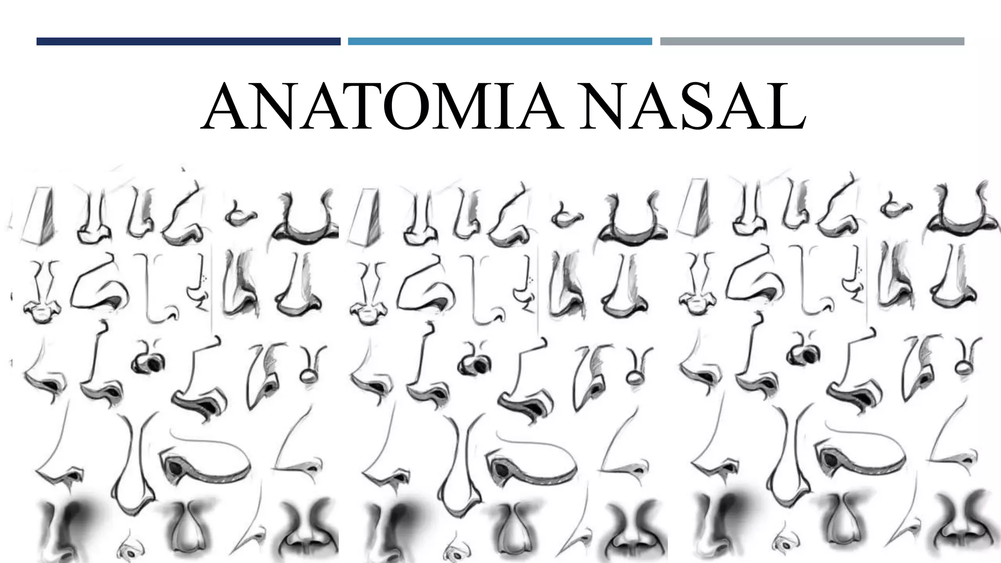ANATOMIA-NASAL.pptx