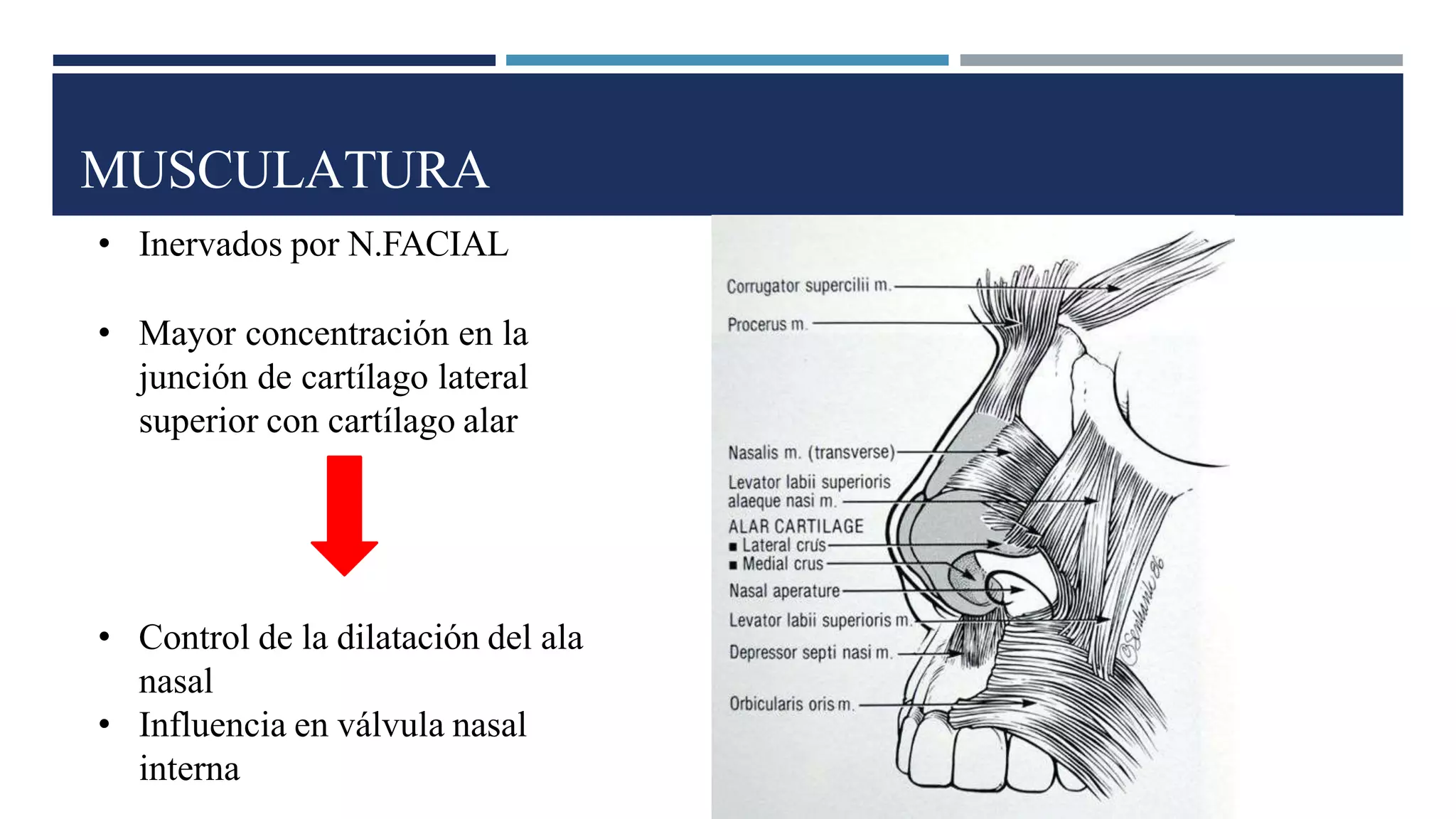 ANATOMIA-NASAL.pptx | Ear, Nose and Throat Conditions | Diseases and Conditions