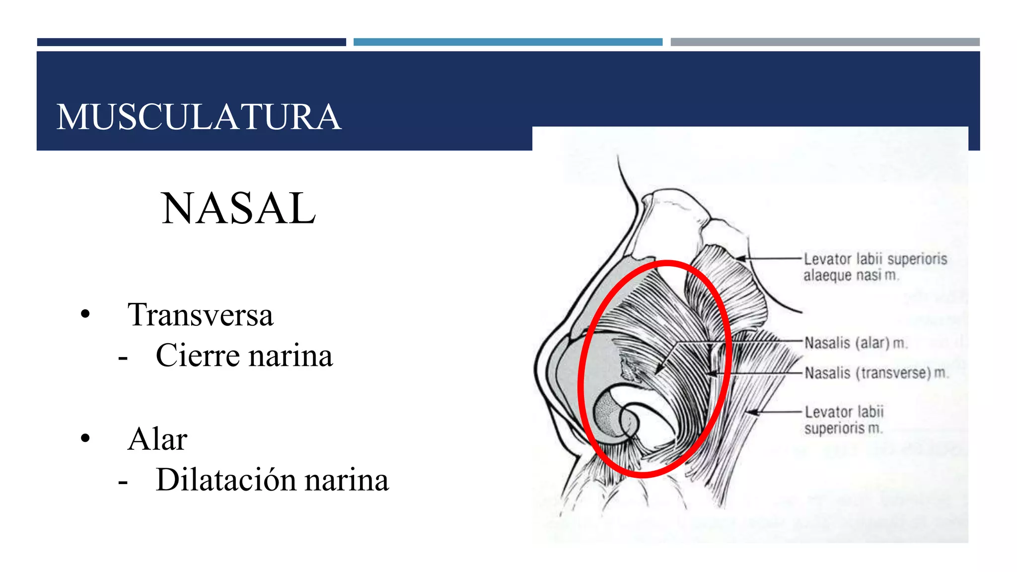 ANATOMIA-NASAL.pptx