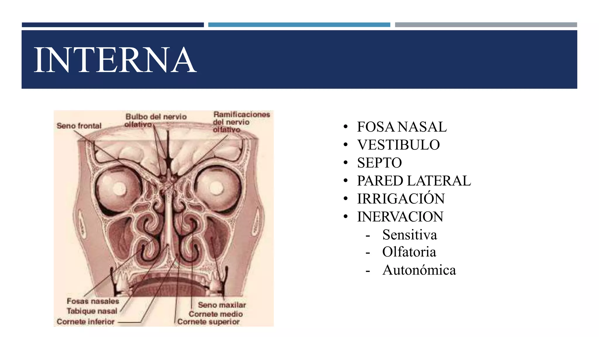 ANATOMIA-NASAL.pptx | Ear, Nose and Throat Conditions | Diseases and Conditions