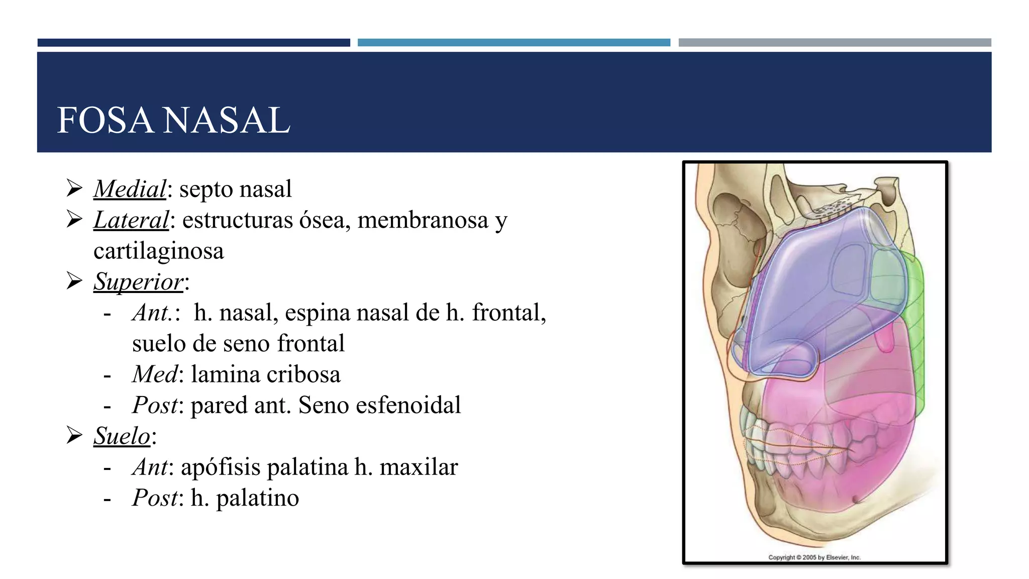 ANATOMIA-NASAL.pptx | Ear, Nose and Throat Conditions | Diseases and Conditions