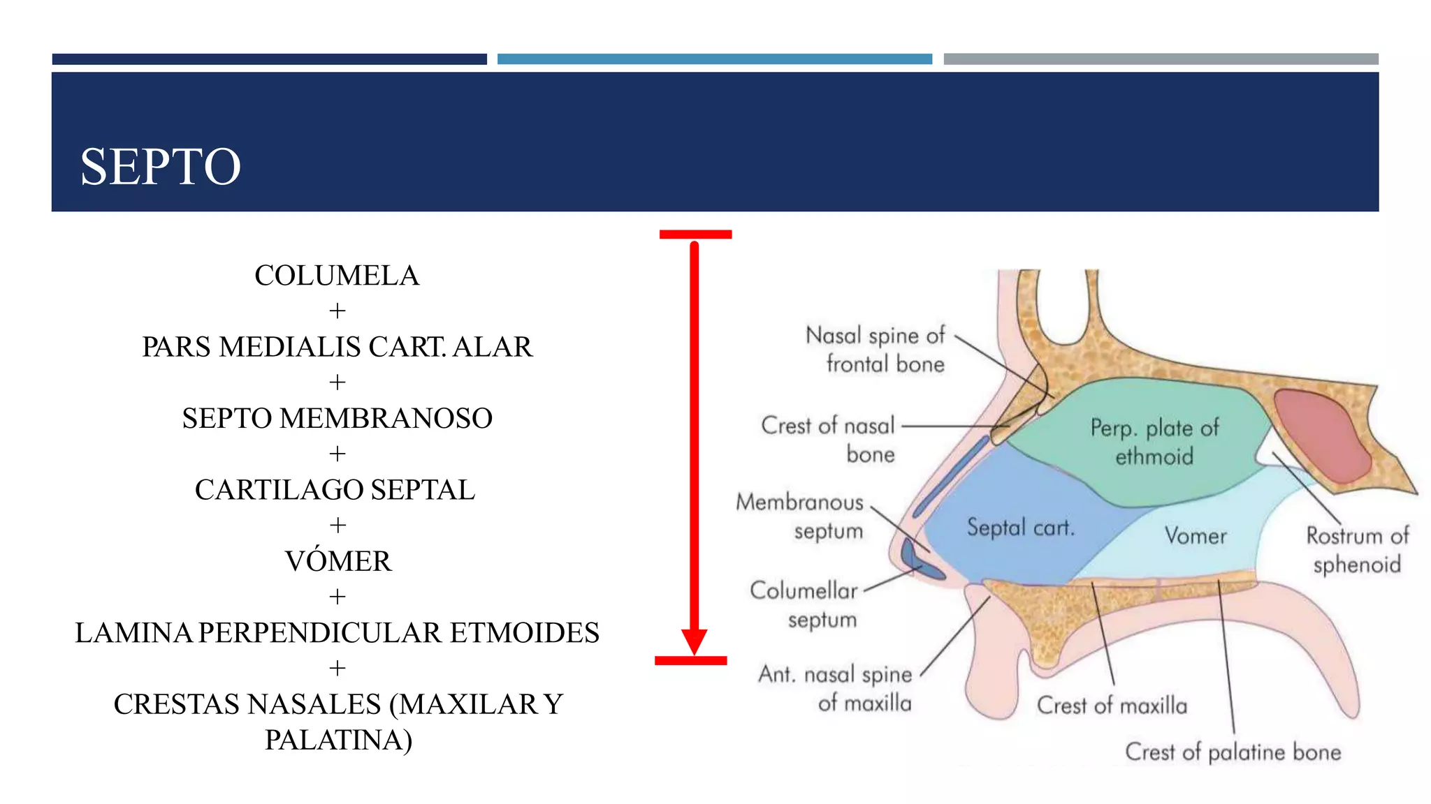 ANATOMIA-NASAL.pptx | Ear, Nose and Throat Conditions | Diseases and Conditions