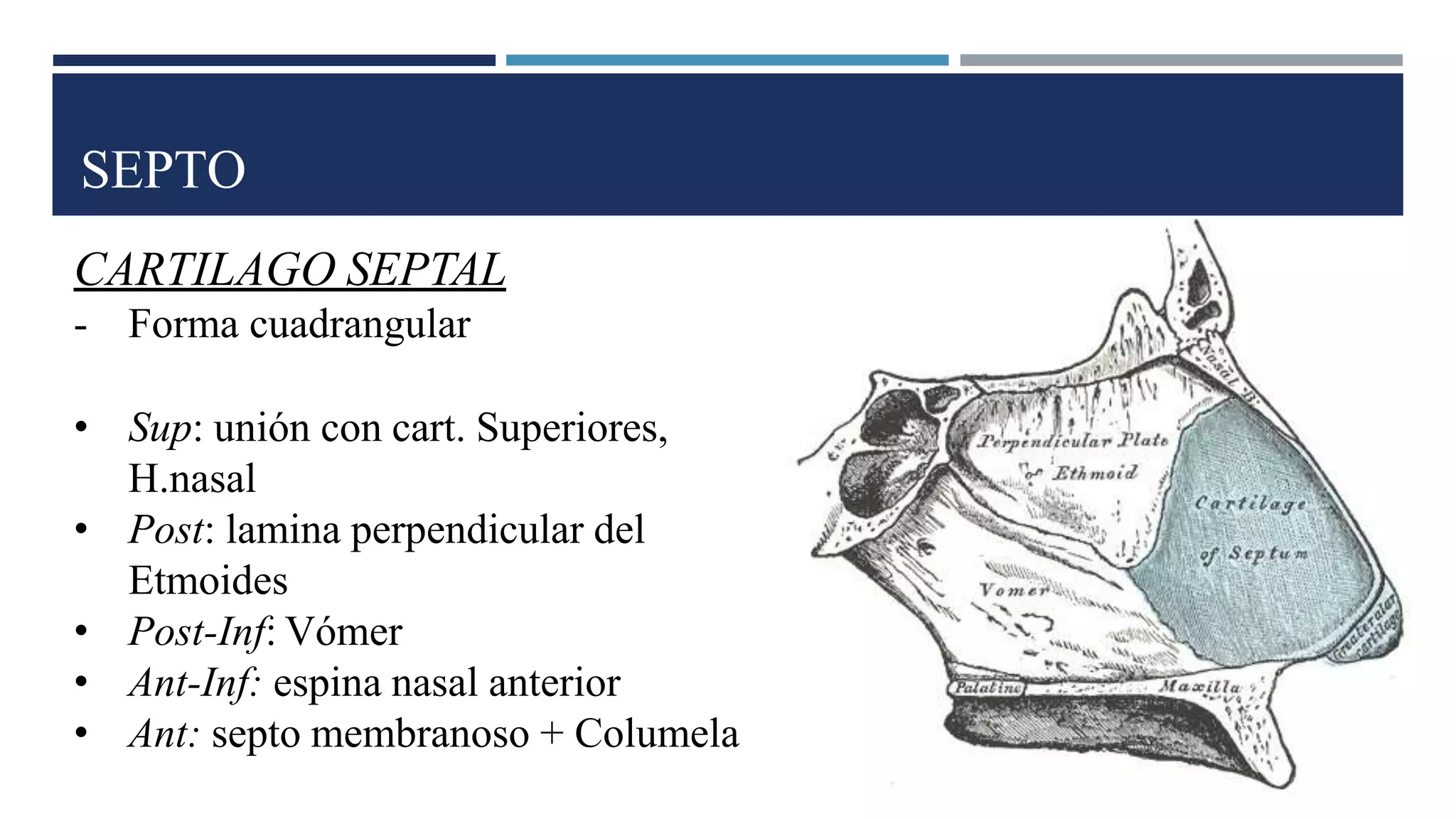 ANATOMIA-NASAL.pptx | Ear, Nose and Throat Conditions | Diseases and Conditions