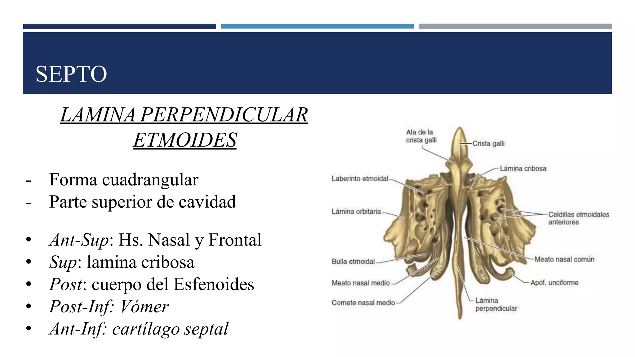 ANATOMIA-NASAL.pptx | Ear, Nose and Throat Conditions | Diseases and Conditions