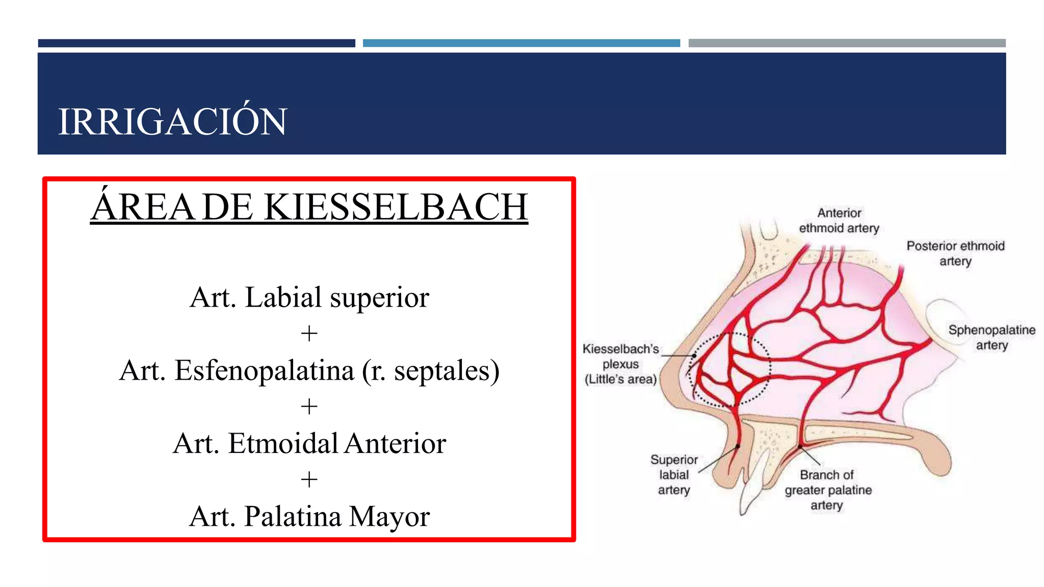 ANATOMIA-NASAL.pptx