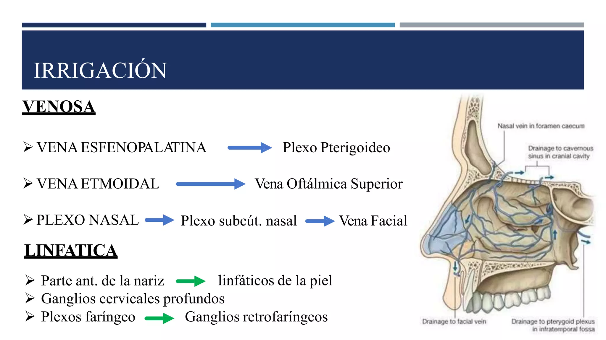 ANATOMIA-NASAL.pptx | Ear, Nose and Throat Conditions | Diseases and Conditions