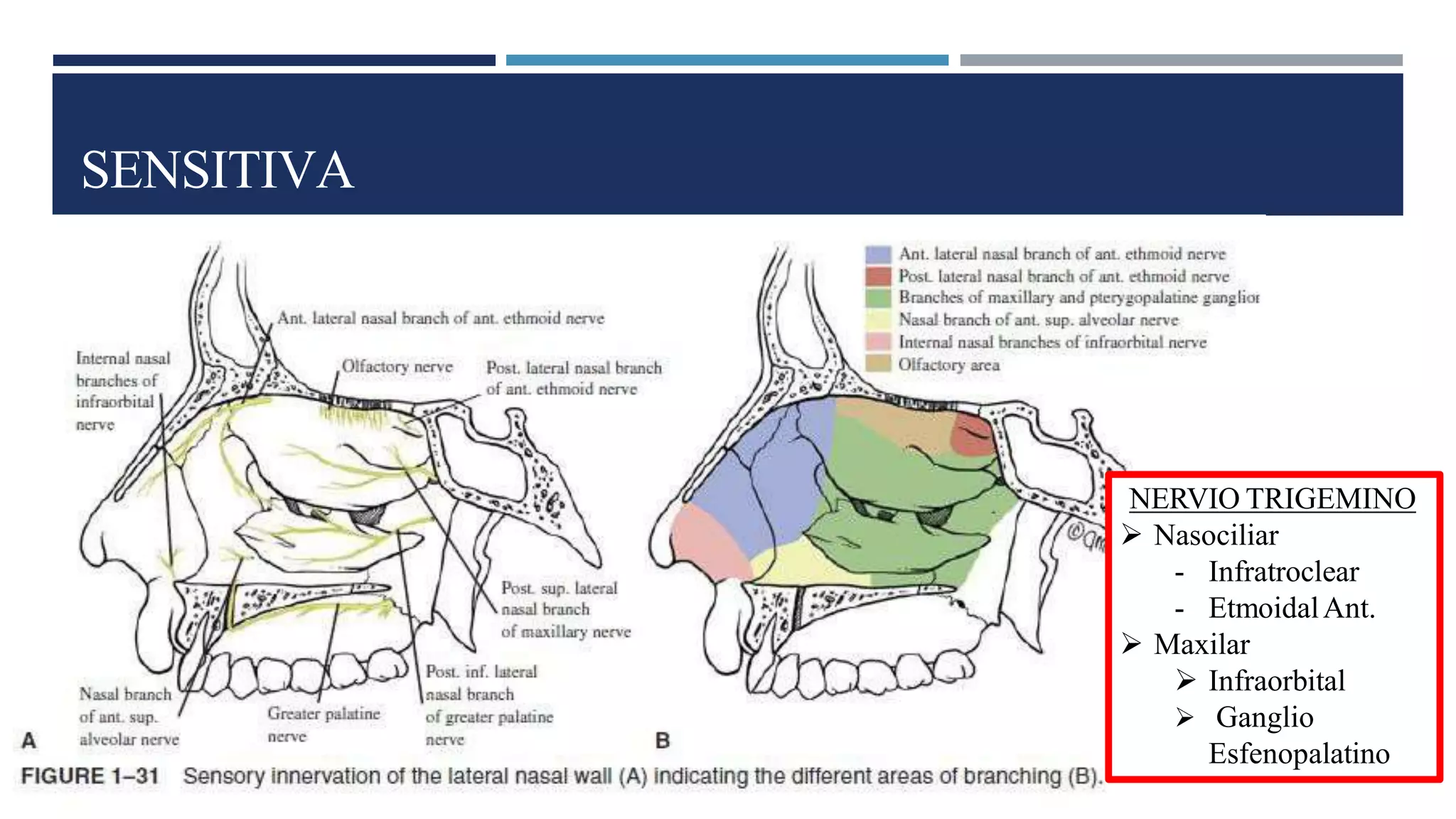 ANATOMIA-NASAL.pptx | Ear, Nose and Throat Conditions | Diseases and Conditions