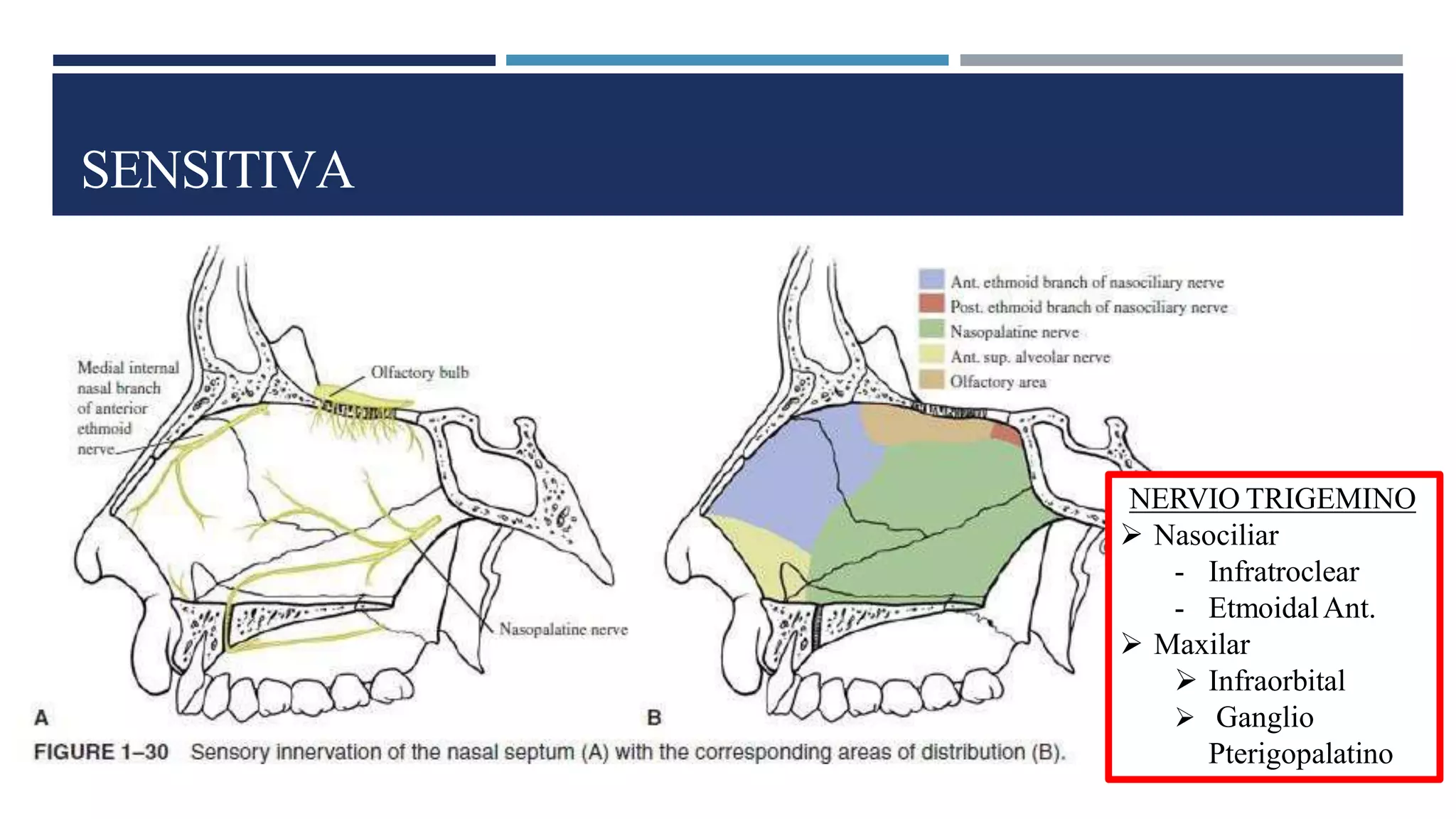 ANATOMIA-NASAL.pptx | Ear, Nose and Throat Conditions | Diseases and Conditions