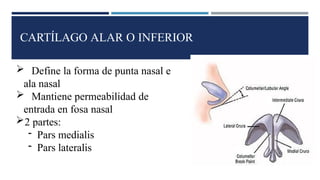 ANATOMIA-NASAL otorrinolaringologia.pptx