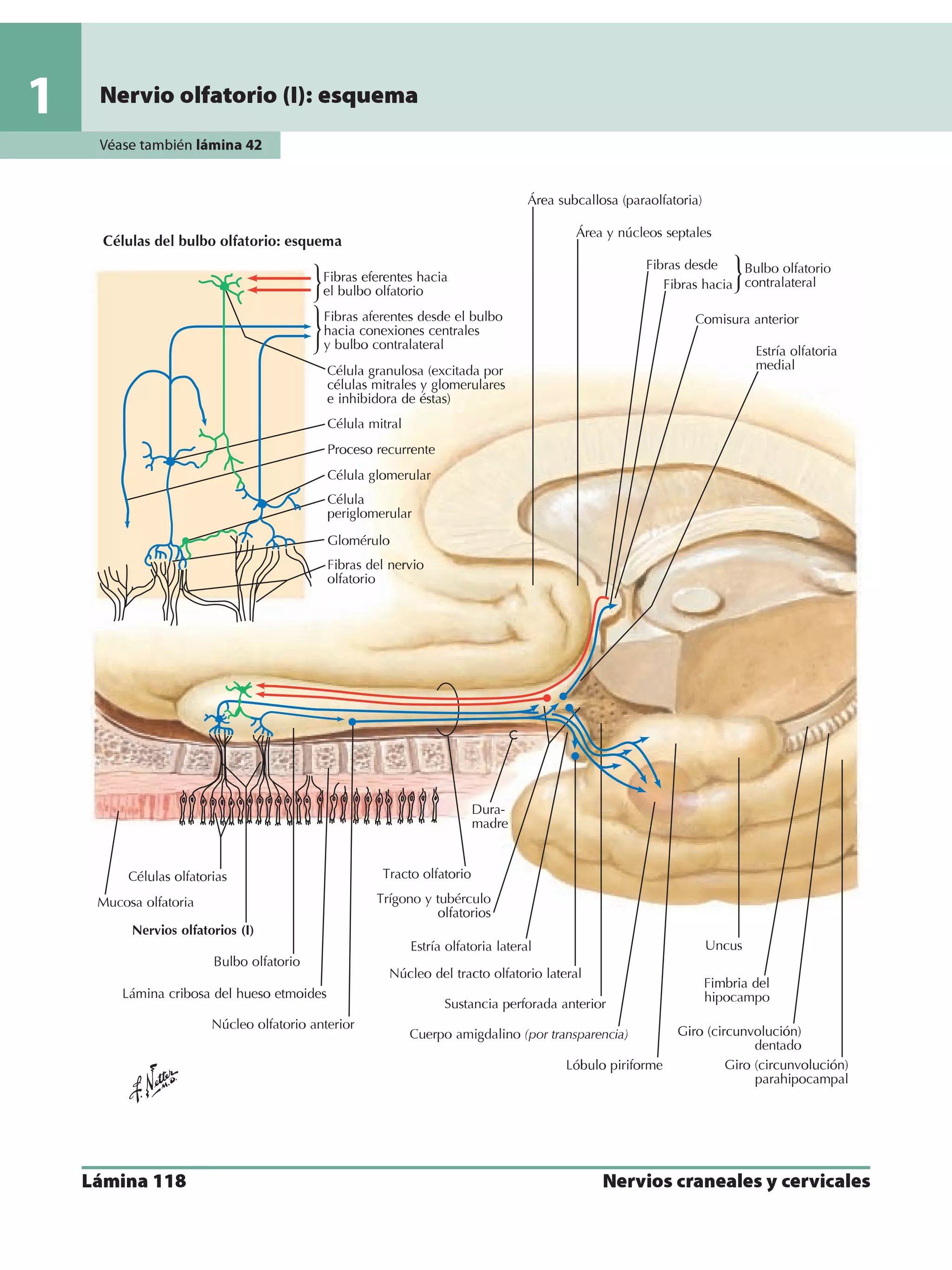 Anatomia - Netter.pdf