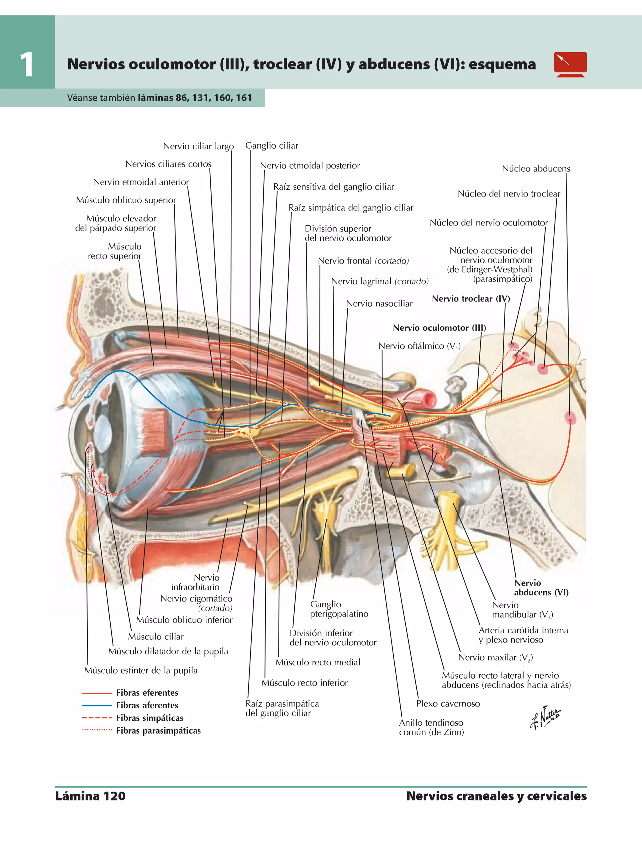 Anatomia - Netter.pdf
