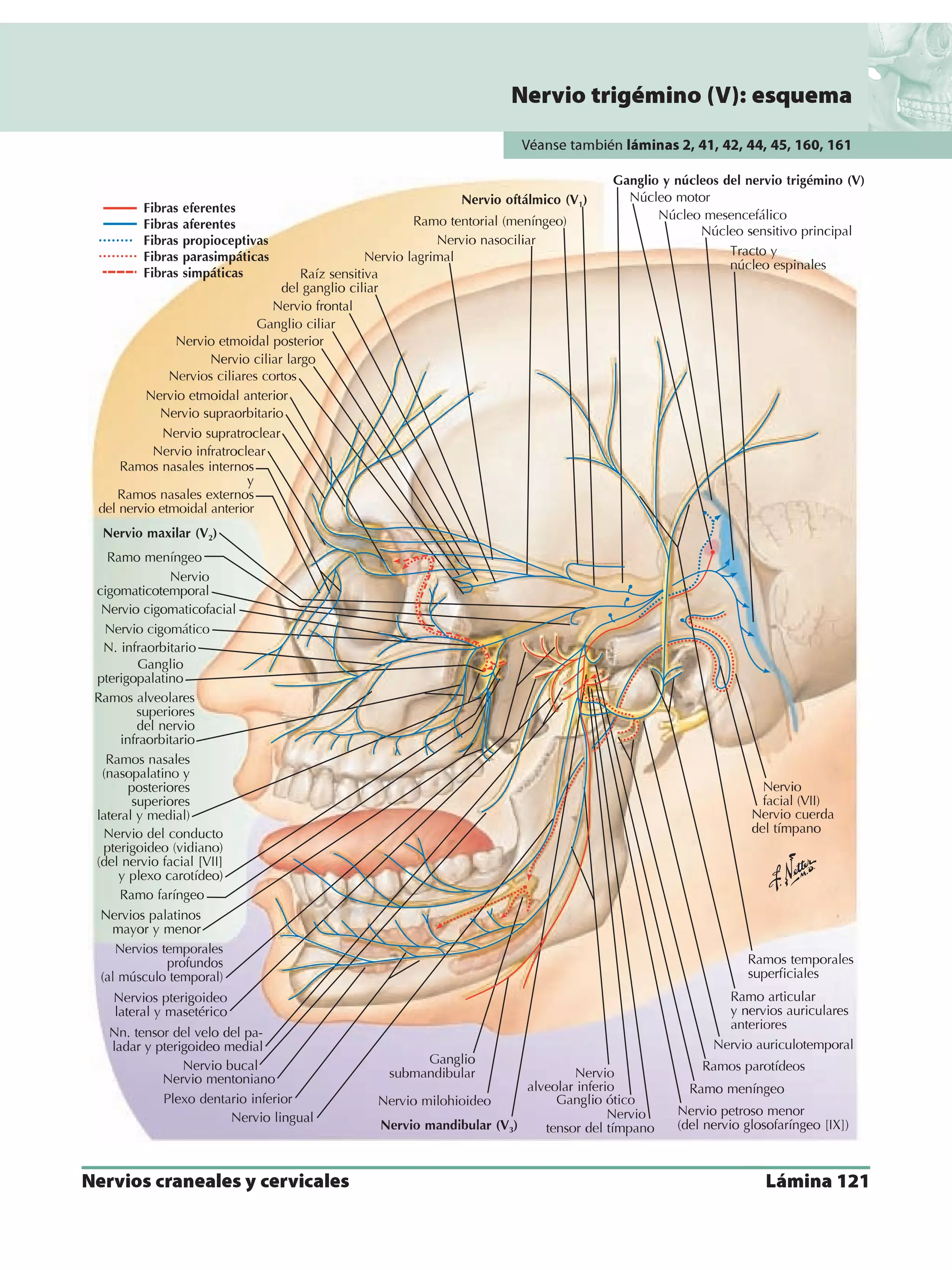 Anatomia - Netter.pdf