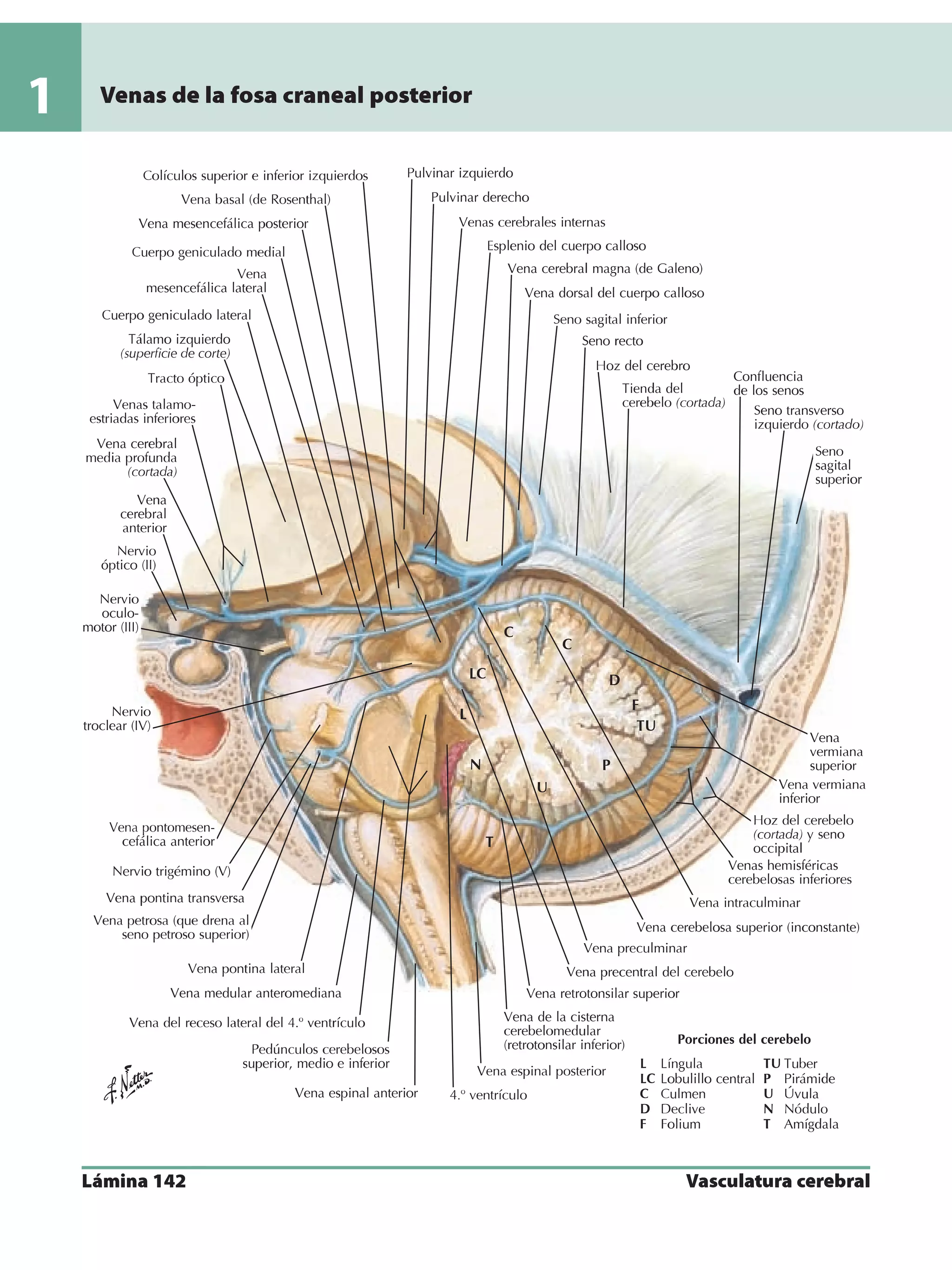 Anatomia - Netter.pdf