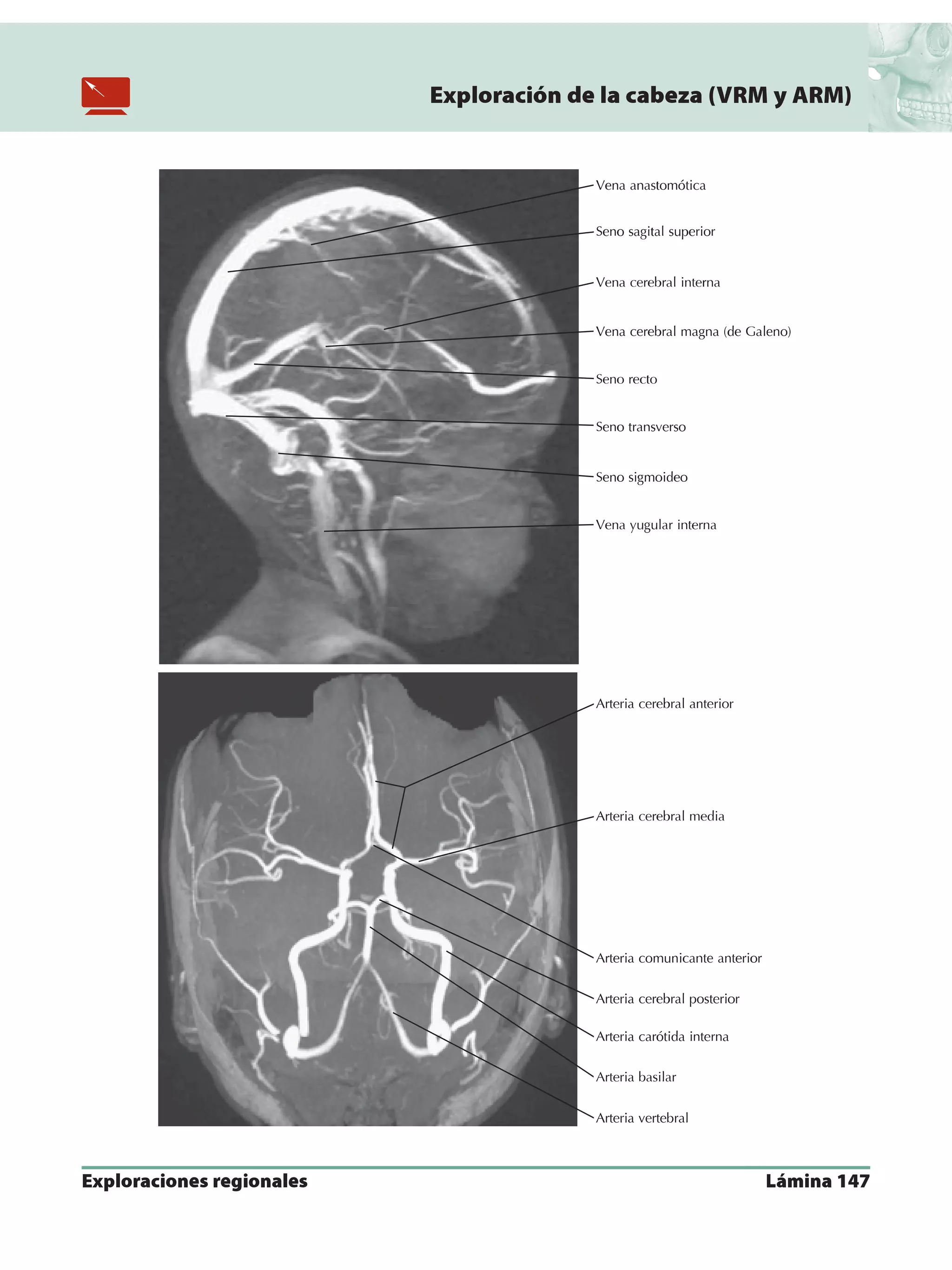Anatomia - Netter.pdf