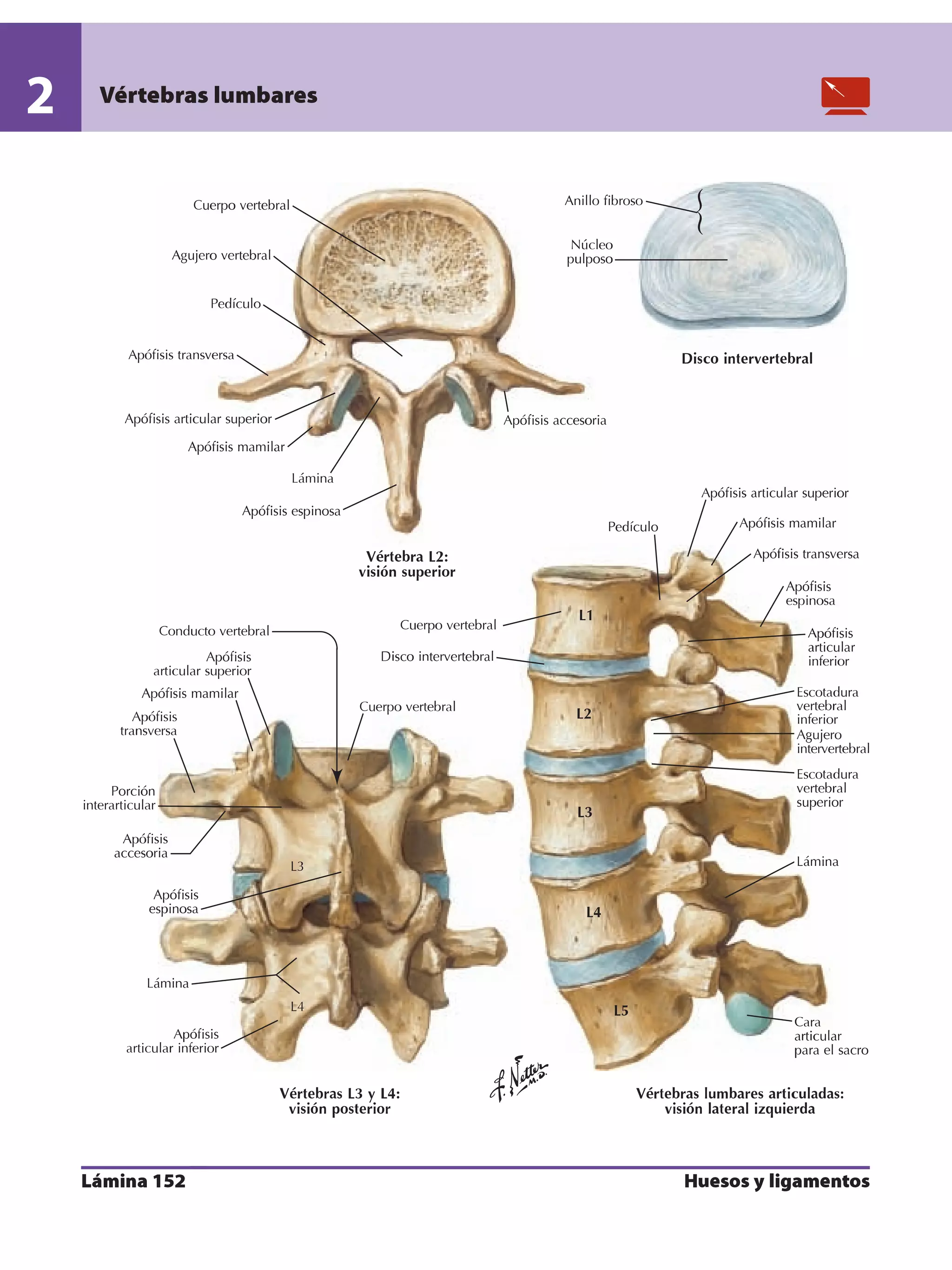 Anatomia - Netter.pdf