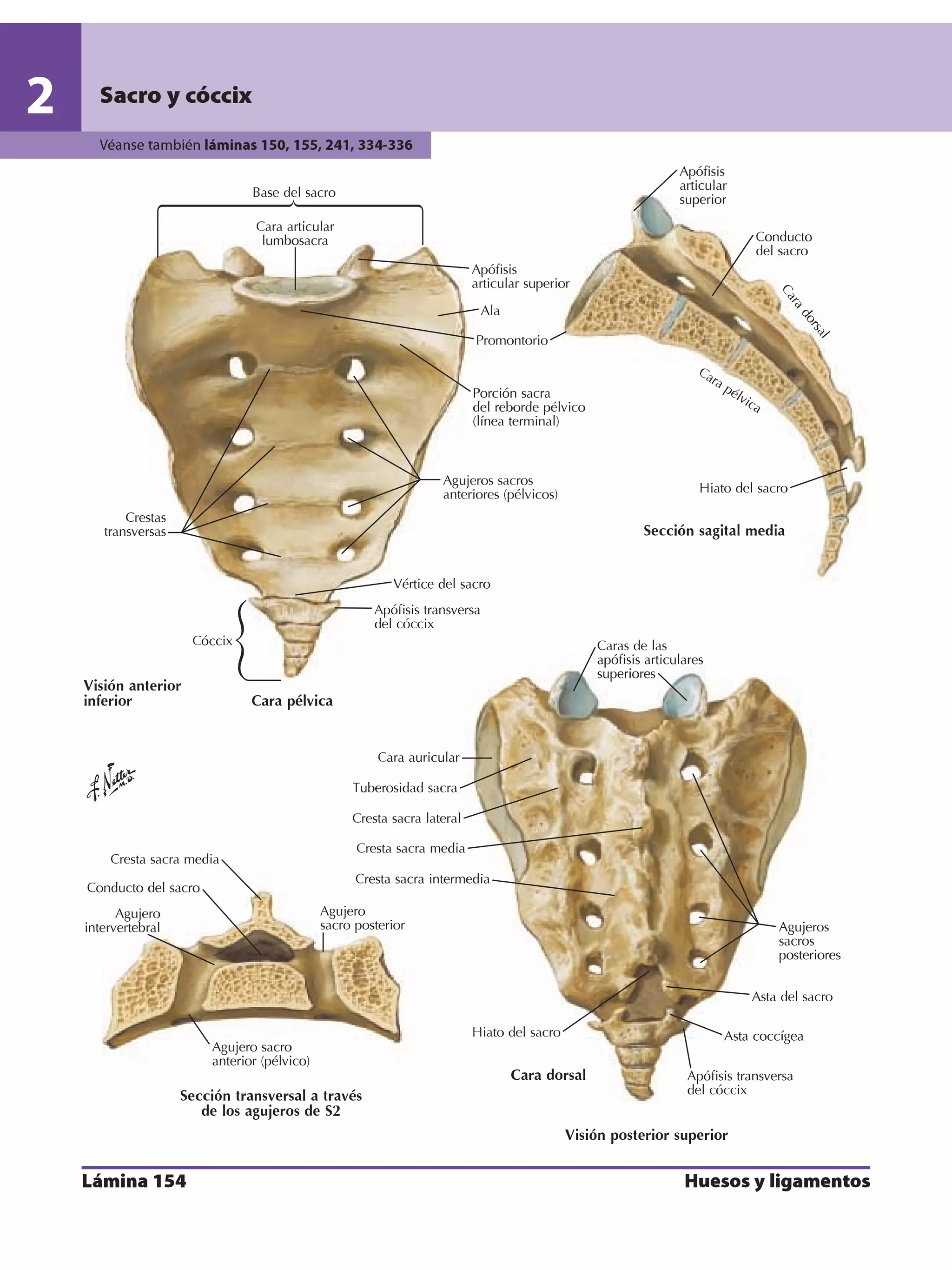 Anatomia - Netter.pdf