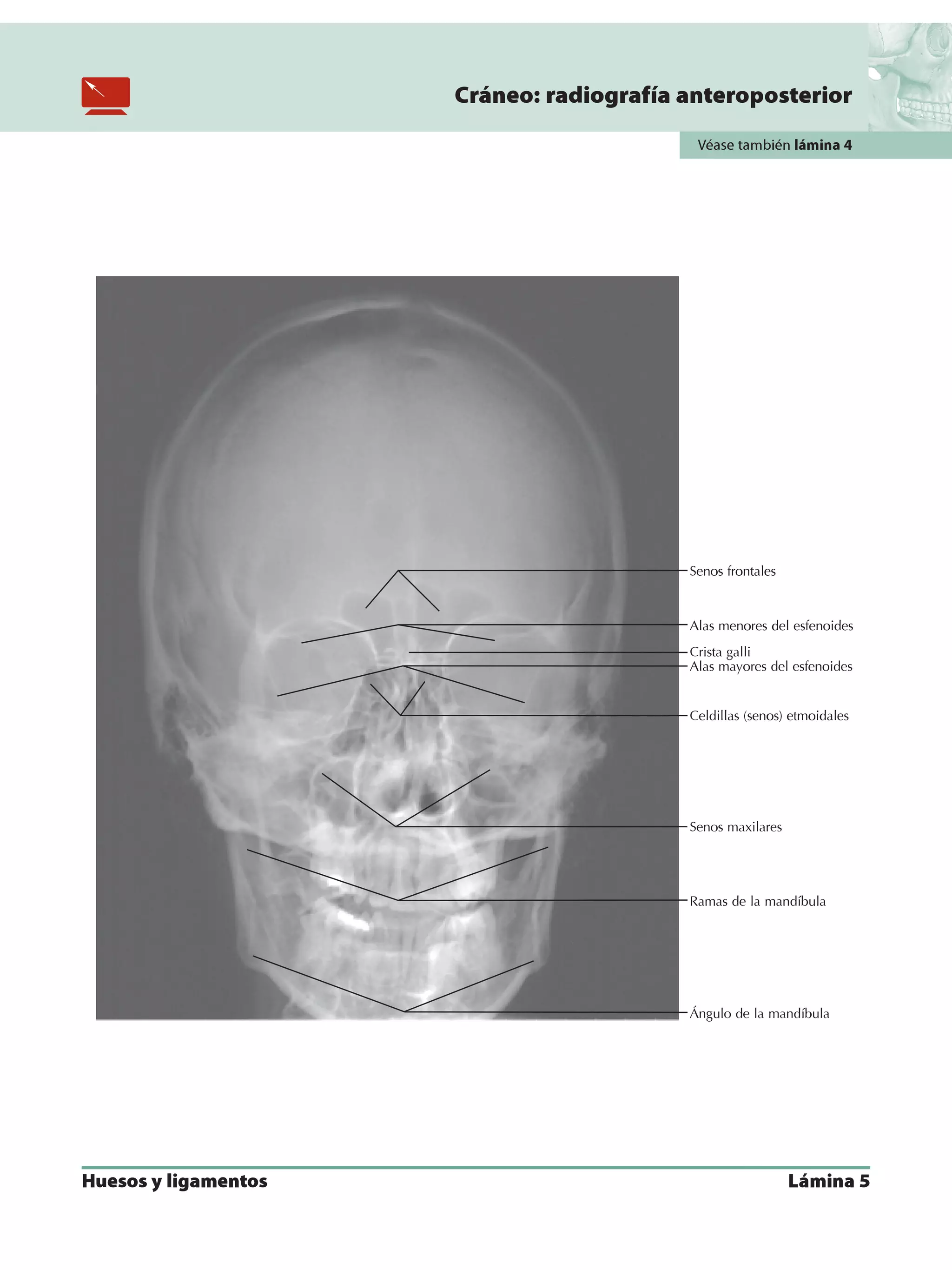 Anatomia - Netter.pdf