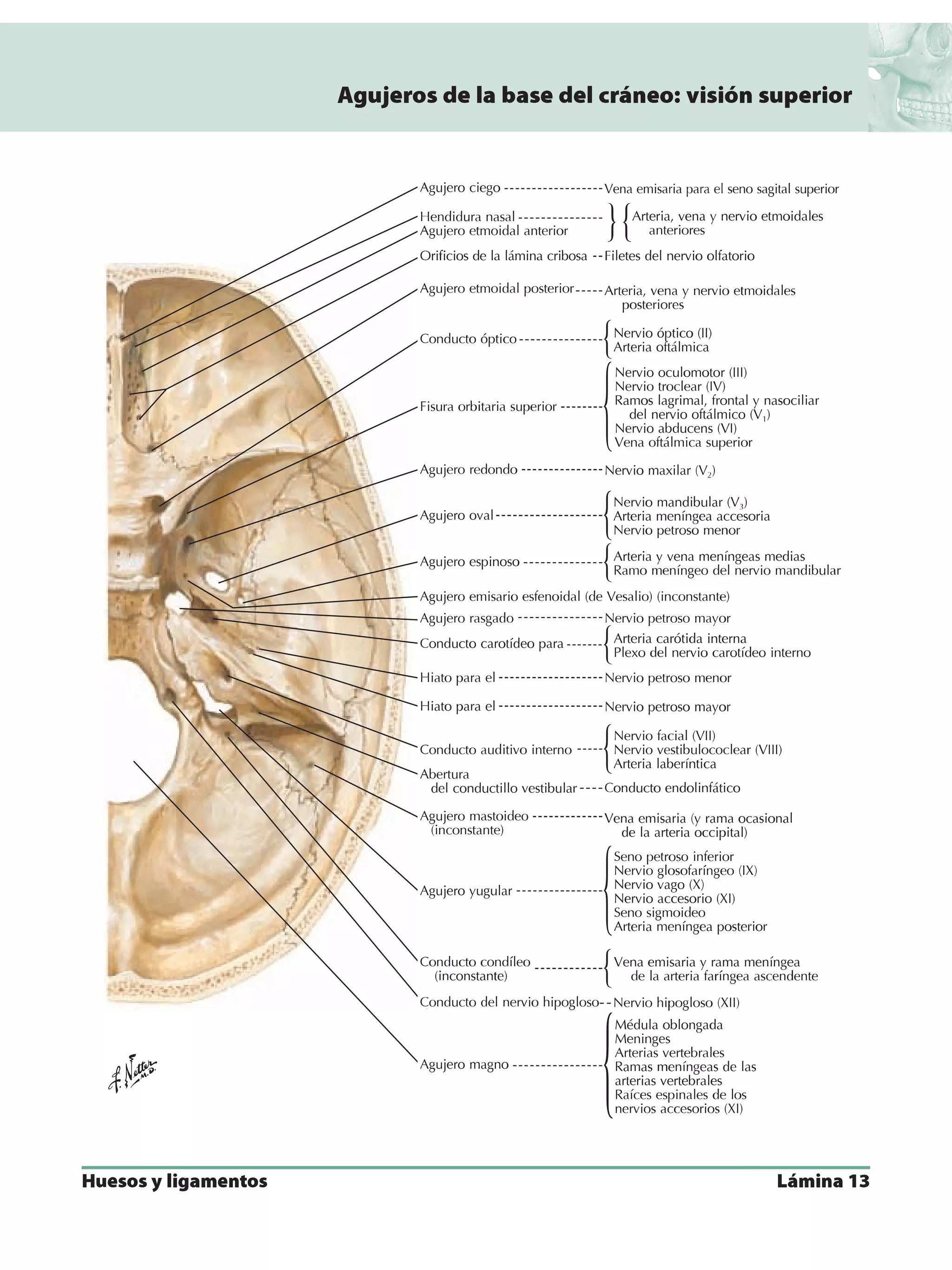 Anatomia - Netter.pdf