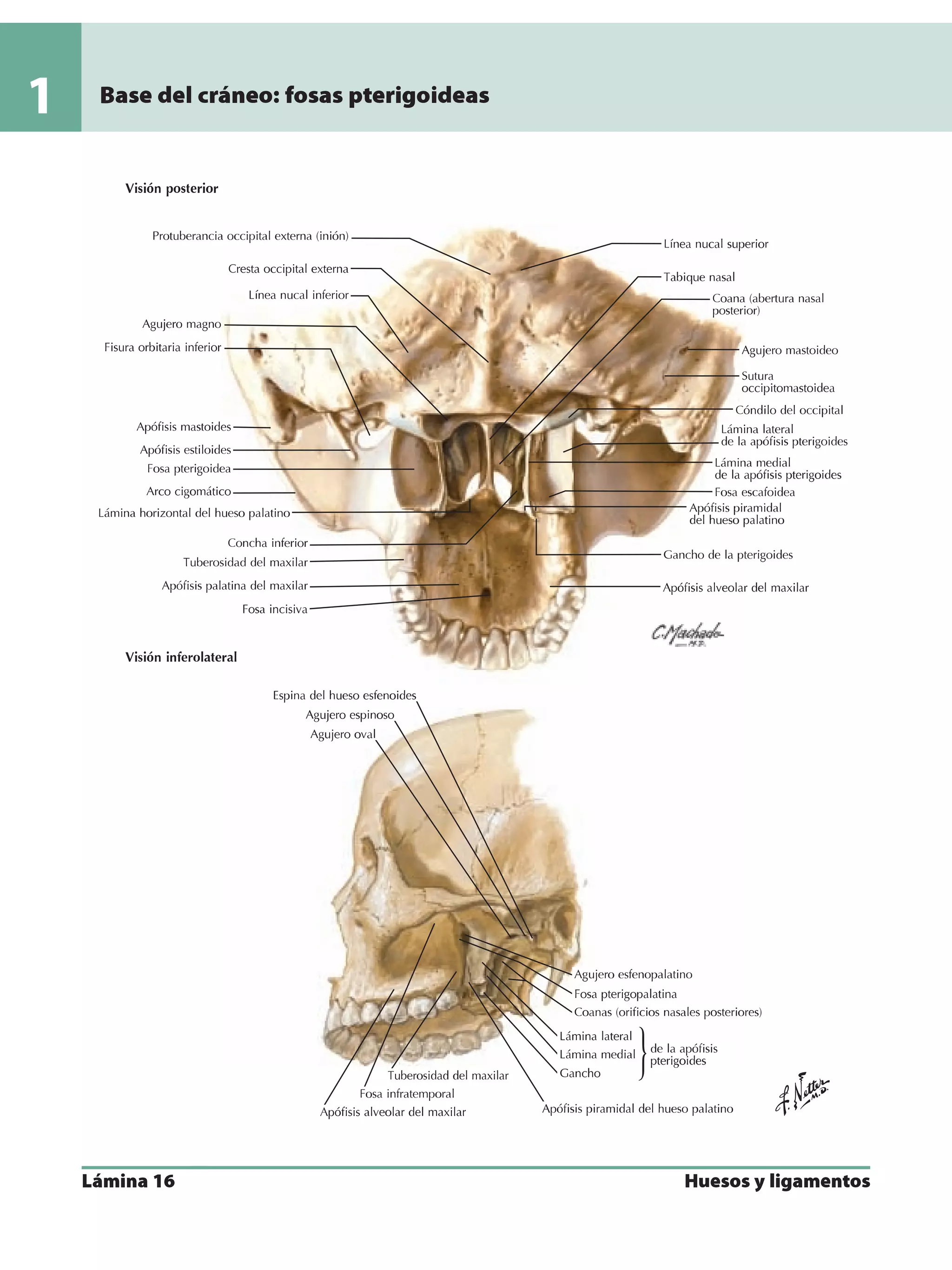 Anatomia - Netter.pdf