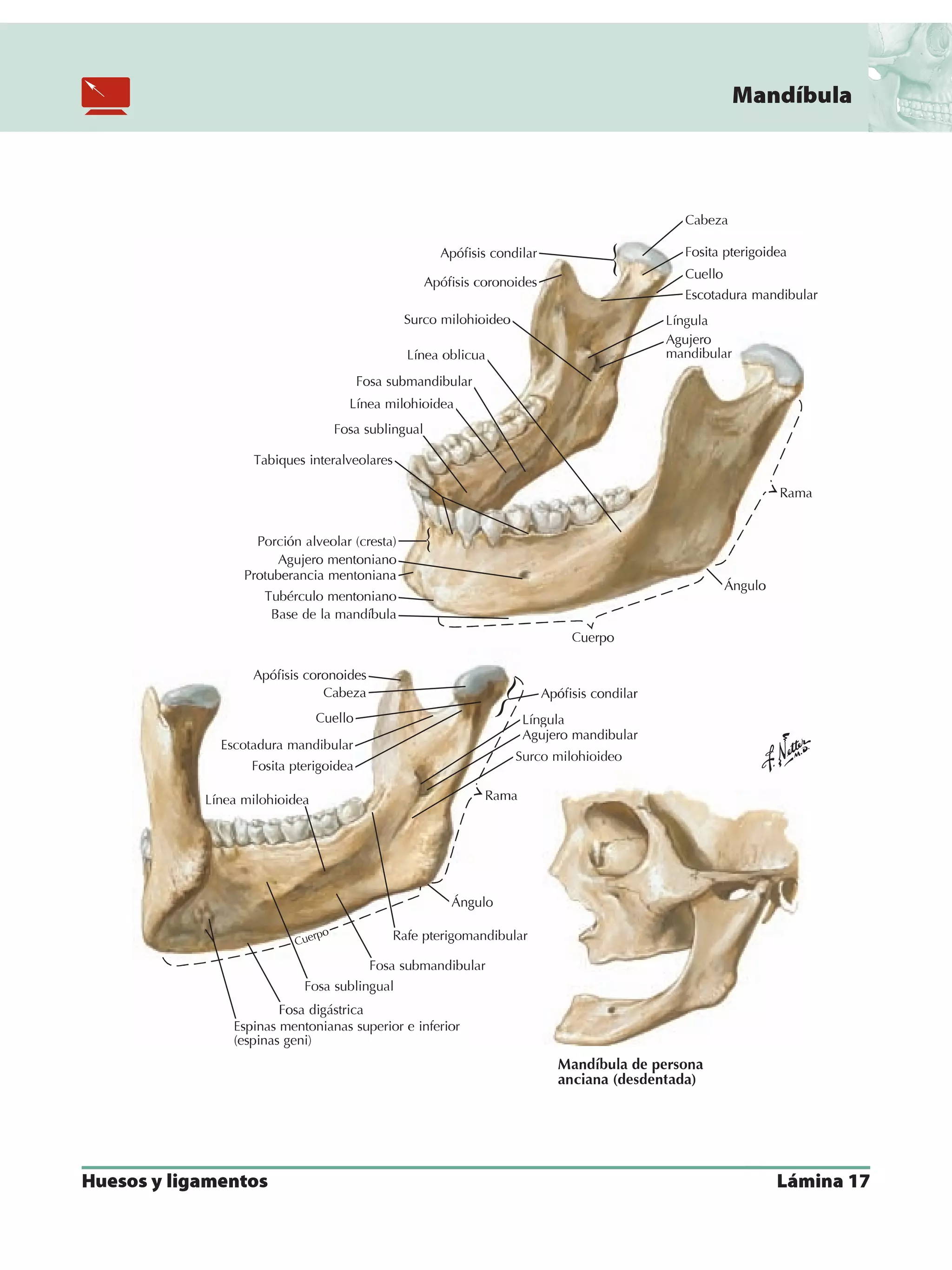 Anatomia - Netter.pdf
