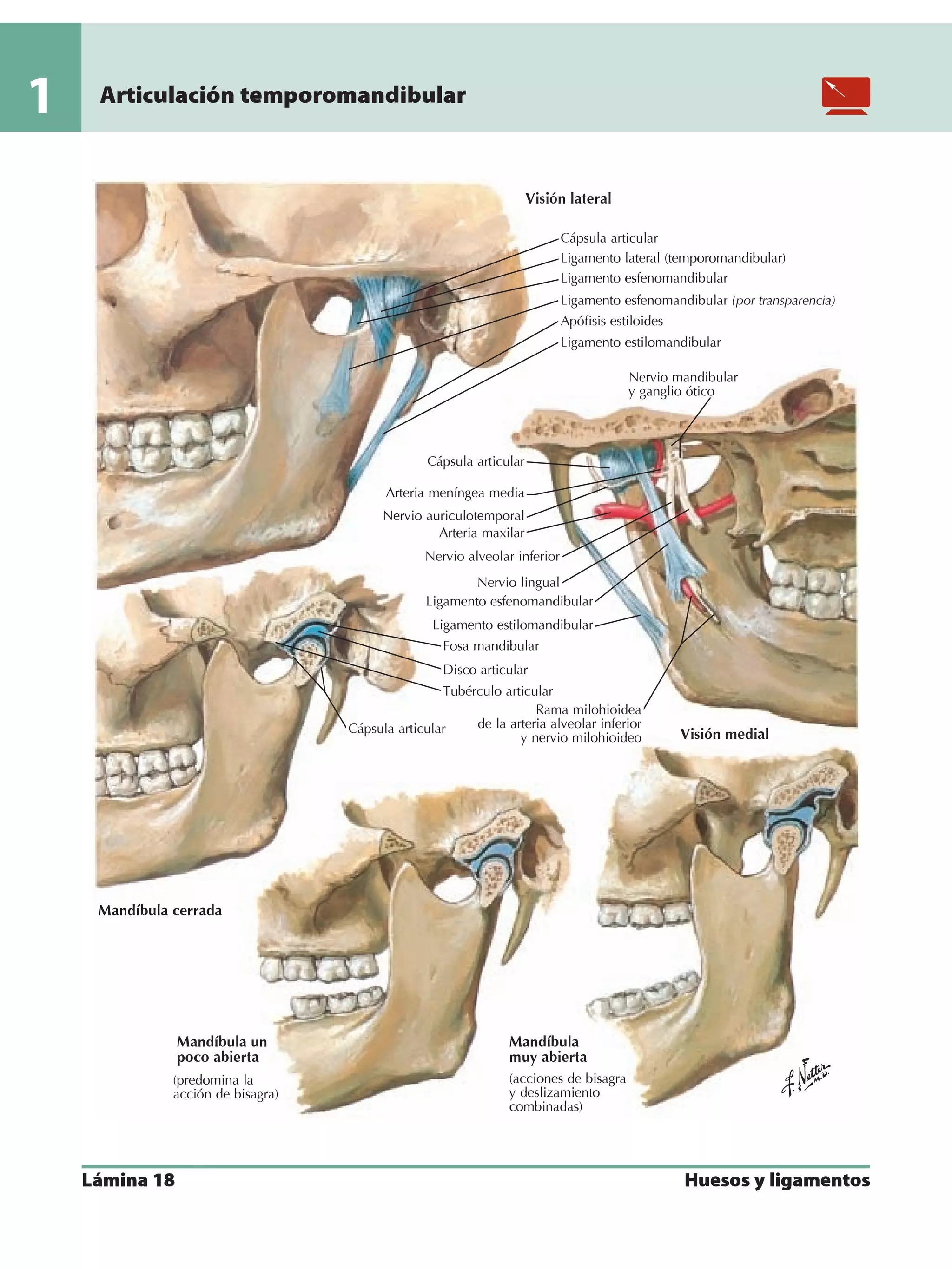Anatomia - Netter.pdf