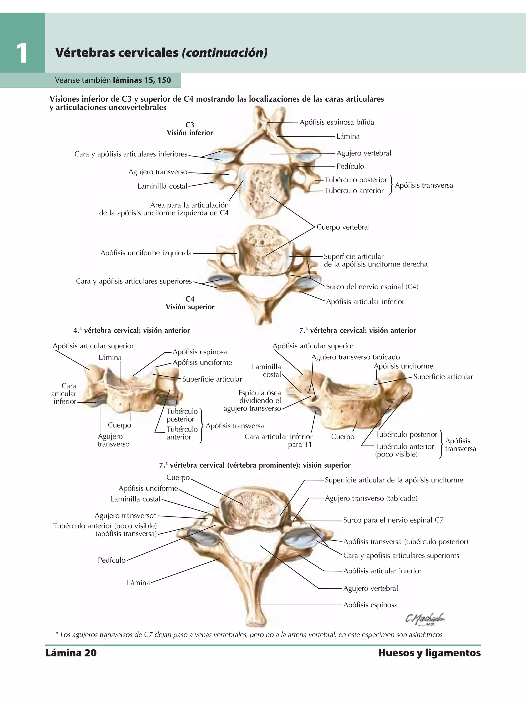 Anatomia - Netter.pdf