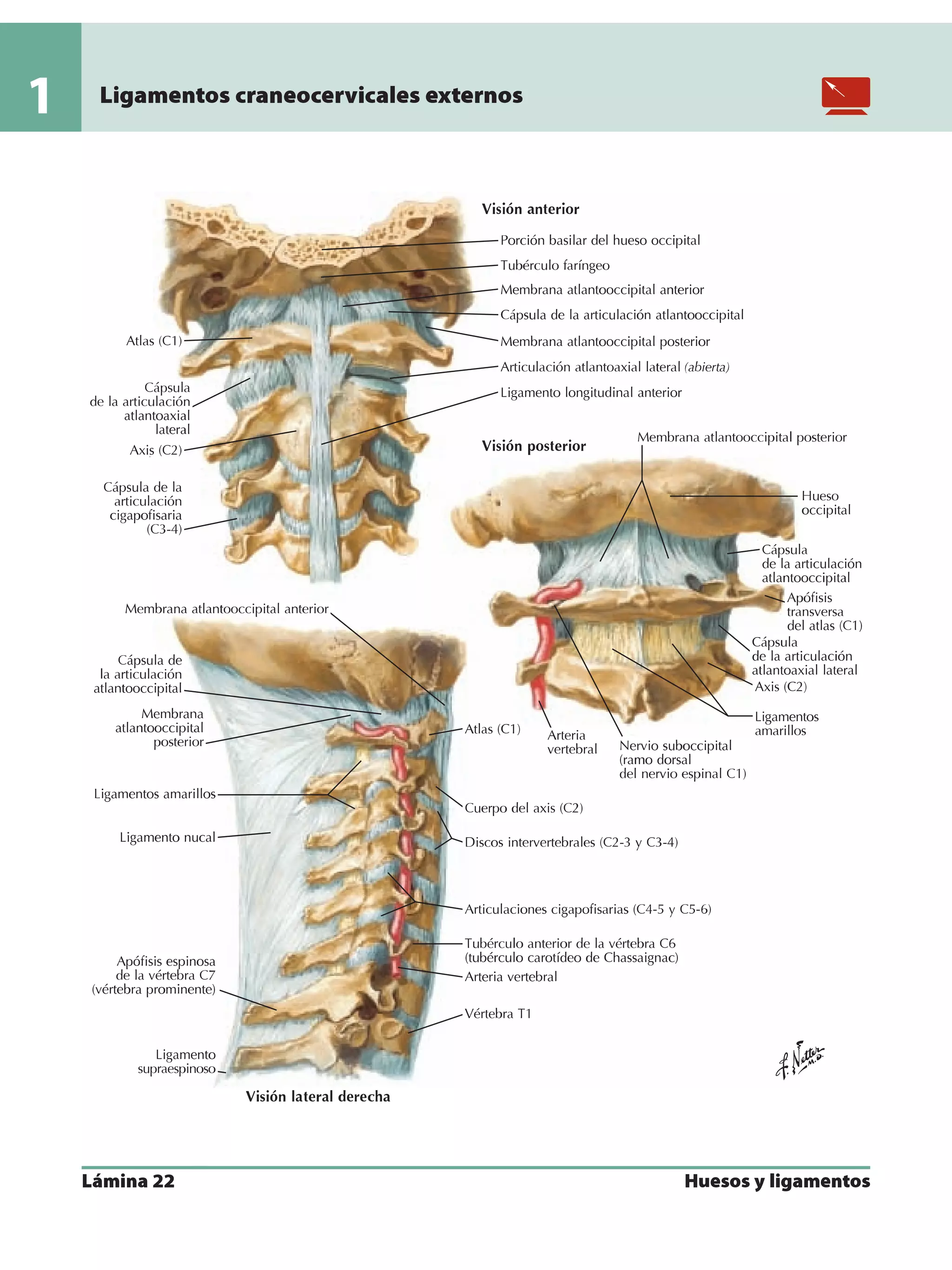 Anatomia - Netter.pdf