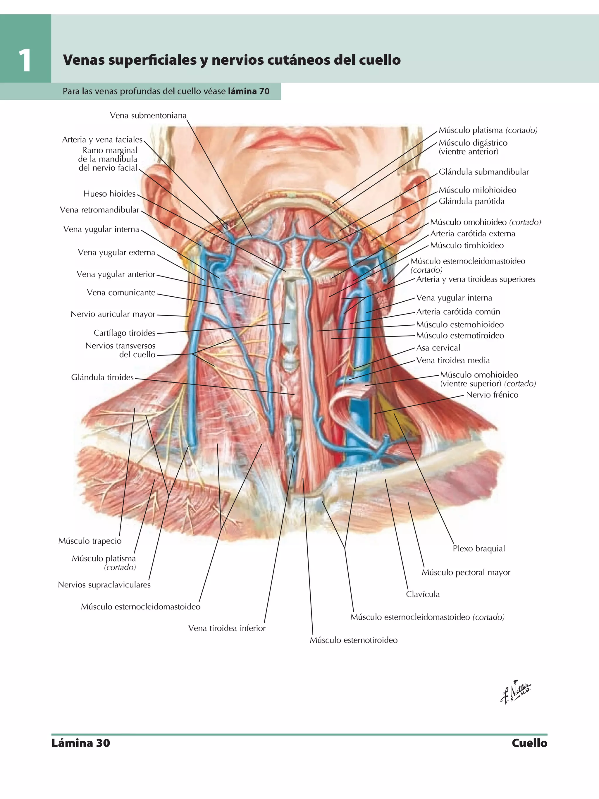 Anatomia - Netter.pdf