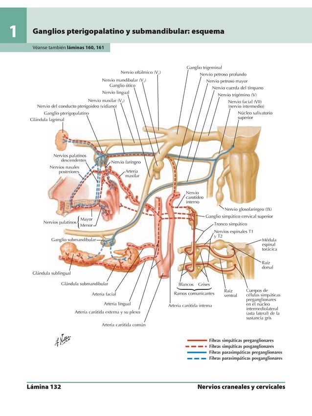 Anatomia - Netter.pdf