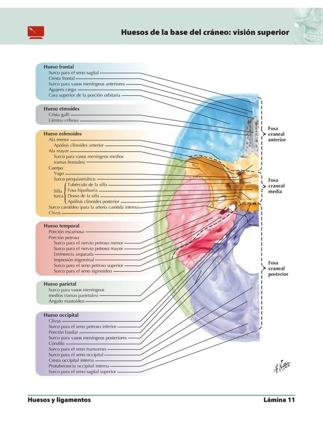 Anatomia - Netter.pdf