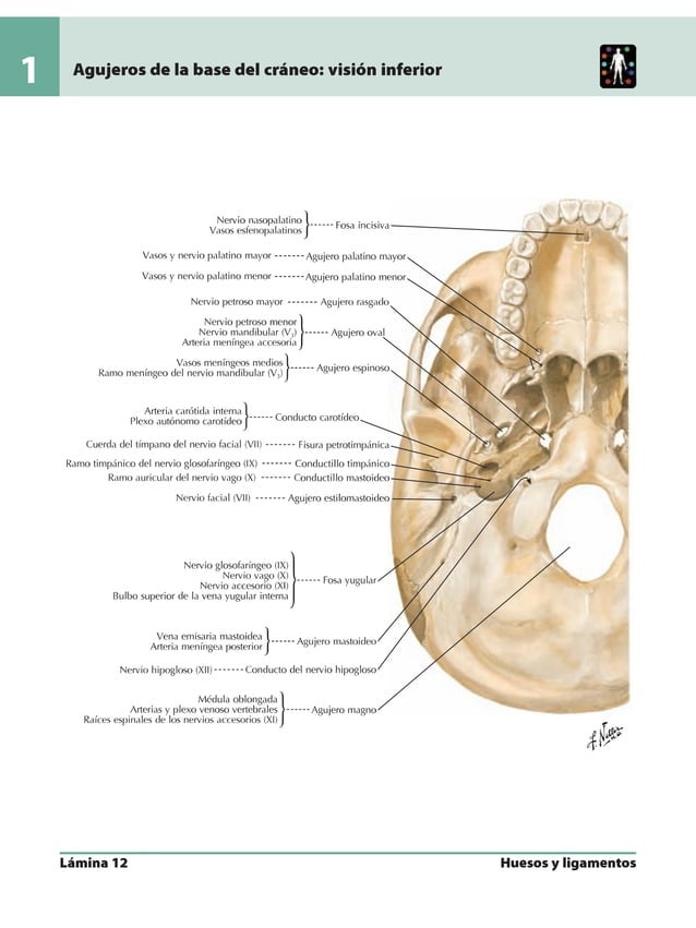 Anatomia - Netter.pdf