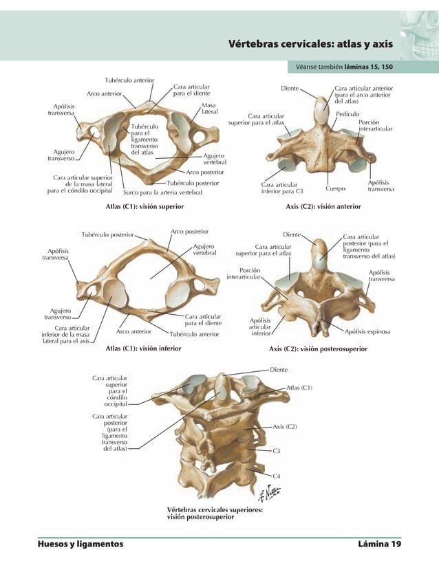 Anatomia - Netter.pdf