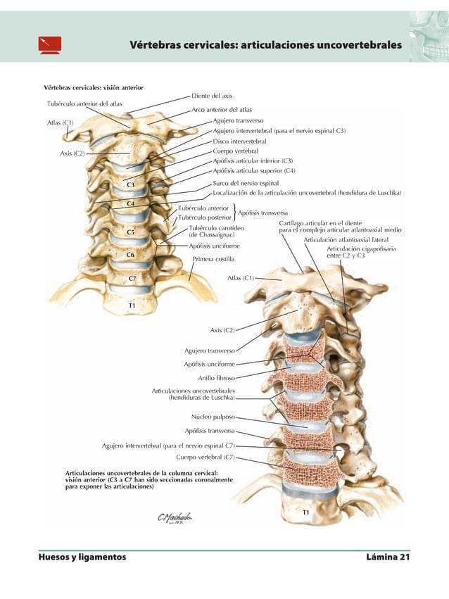 Anatomia - Netter.pdf
