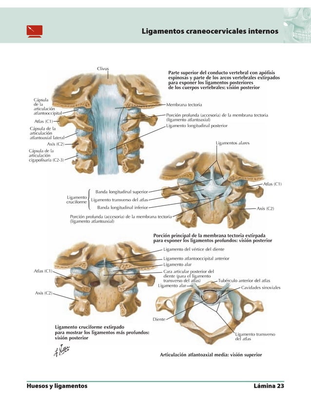 Anatomia - Netter.pdf