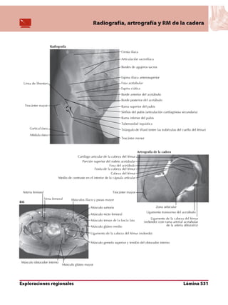 Anatomia - Netter.pdf
