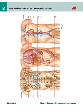 Anatomia - Netter.pdf