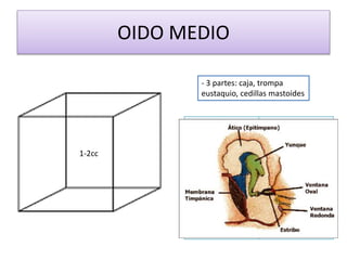 Anatomia Oido | PPTX