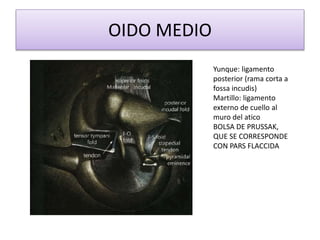 Anatomia Oido | PPTX
